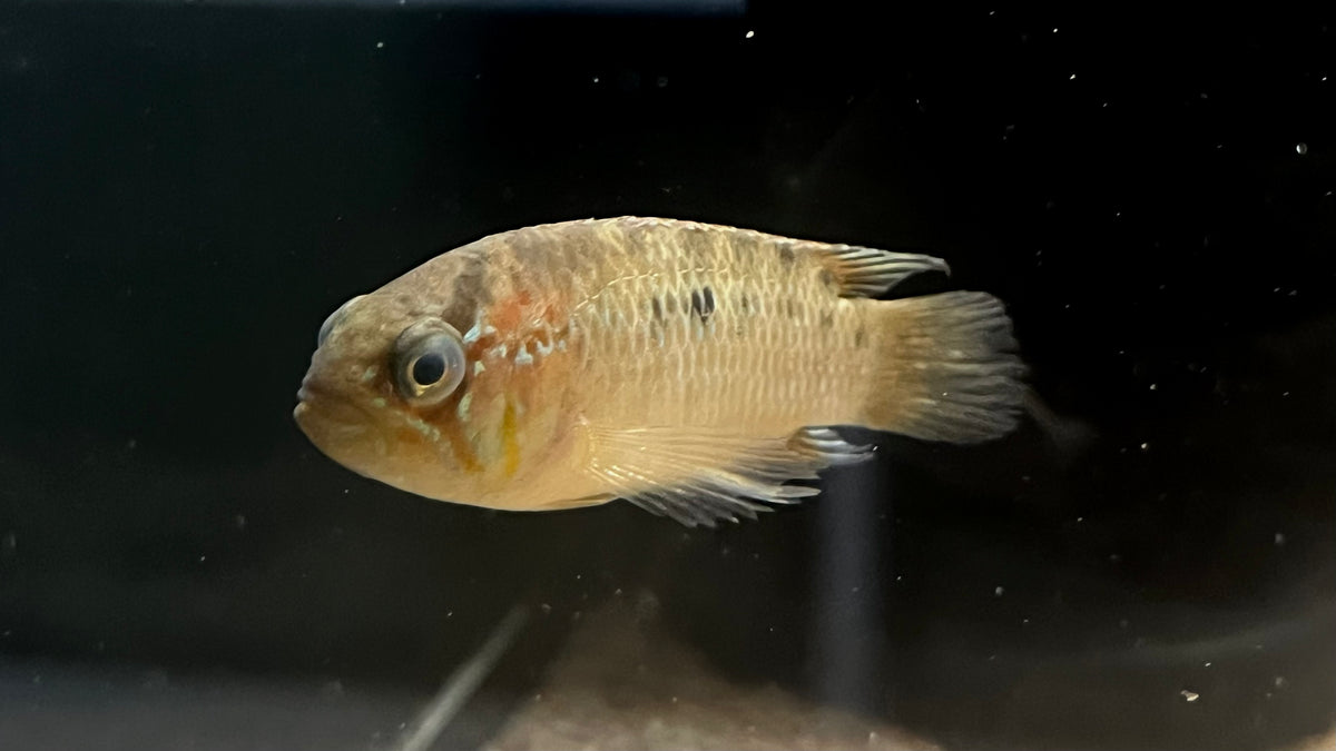 Zebra Acara (Nannacara adoketa) – The Waterfront SLC