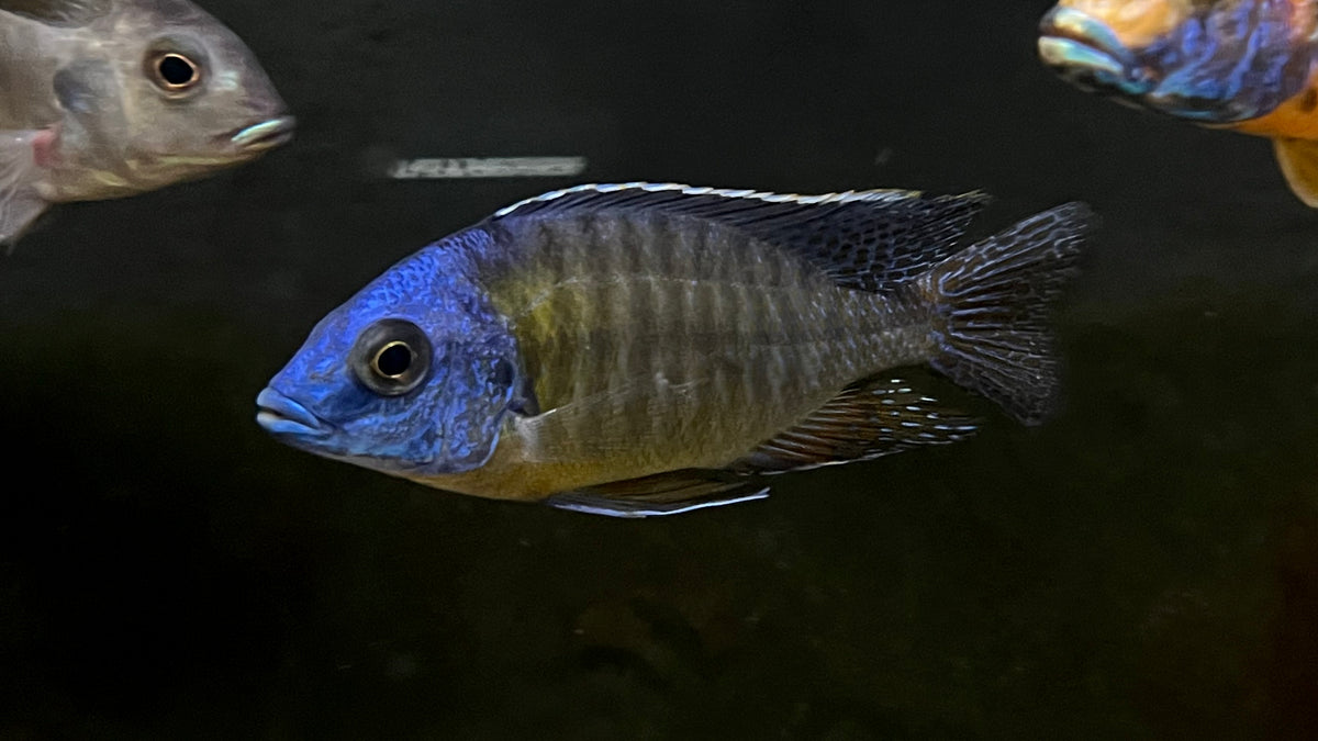 Tangerine Tiger Hap (Protomelas taeniolatus) – The Waterfront SLC