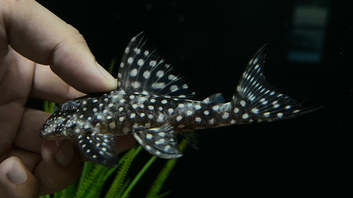 L-102 True Inspector Pleco (Hypancistrus inspector) – The Waterfront SLC