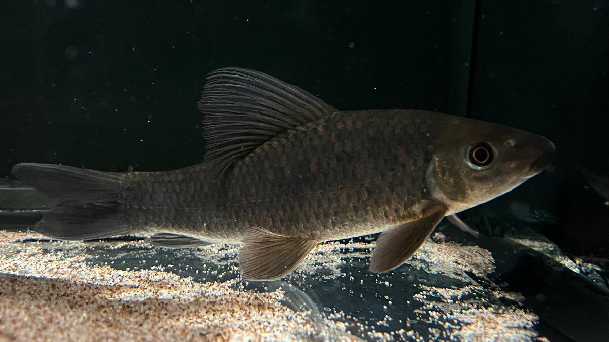 Harlequin / Calico Shark (Labeo cyclorhynchus) - WYSIWYG – The ...