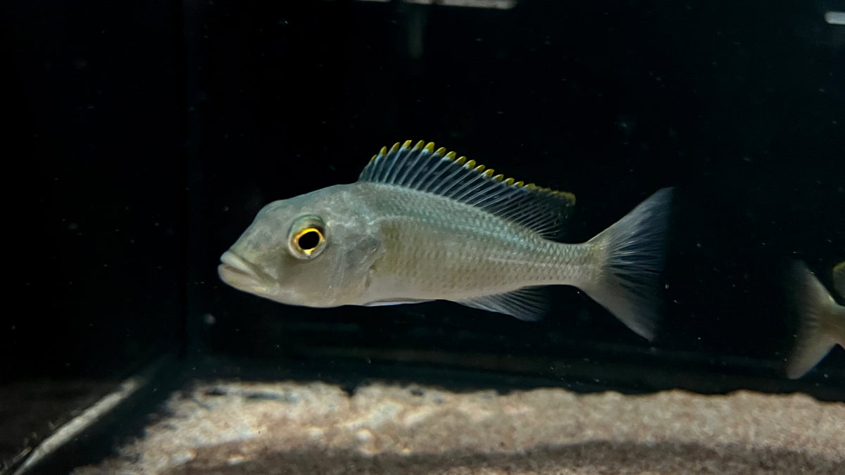Buccochromis lepturus "Green" – The Waterfront SLC