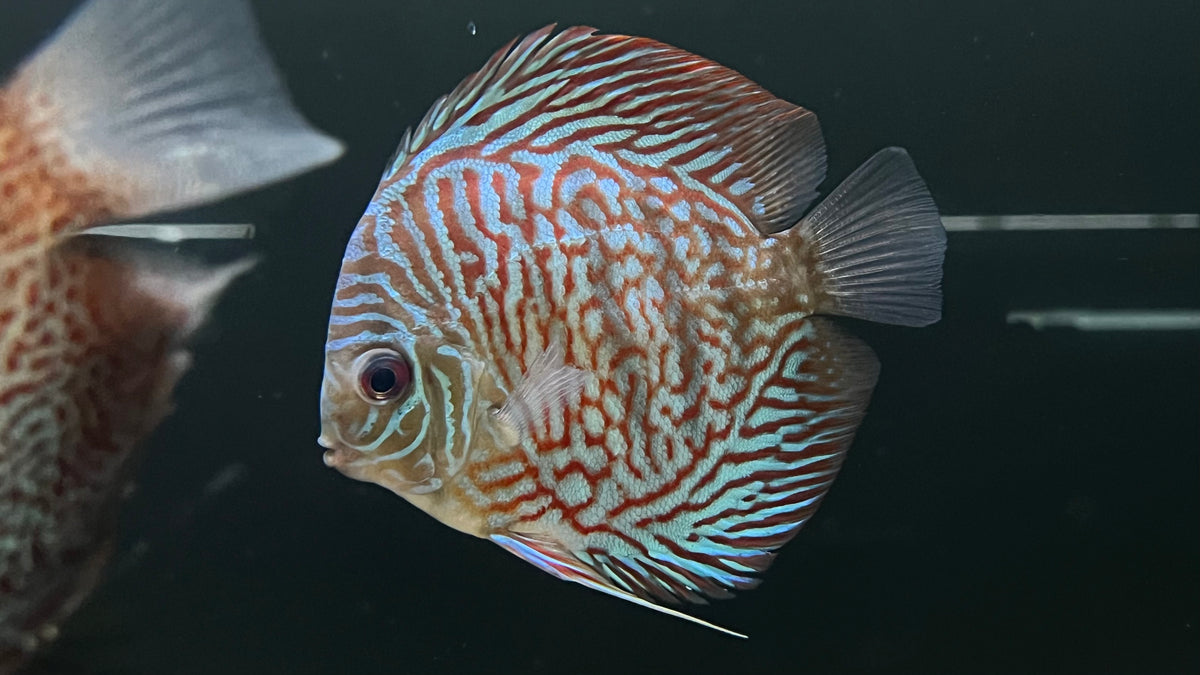 Tiger Turquoise Discus (Symphysodon sp.) – The Waterfront SLC