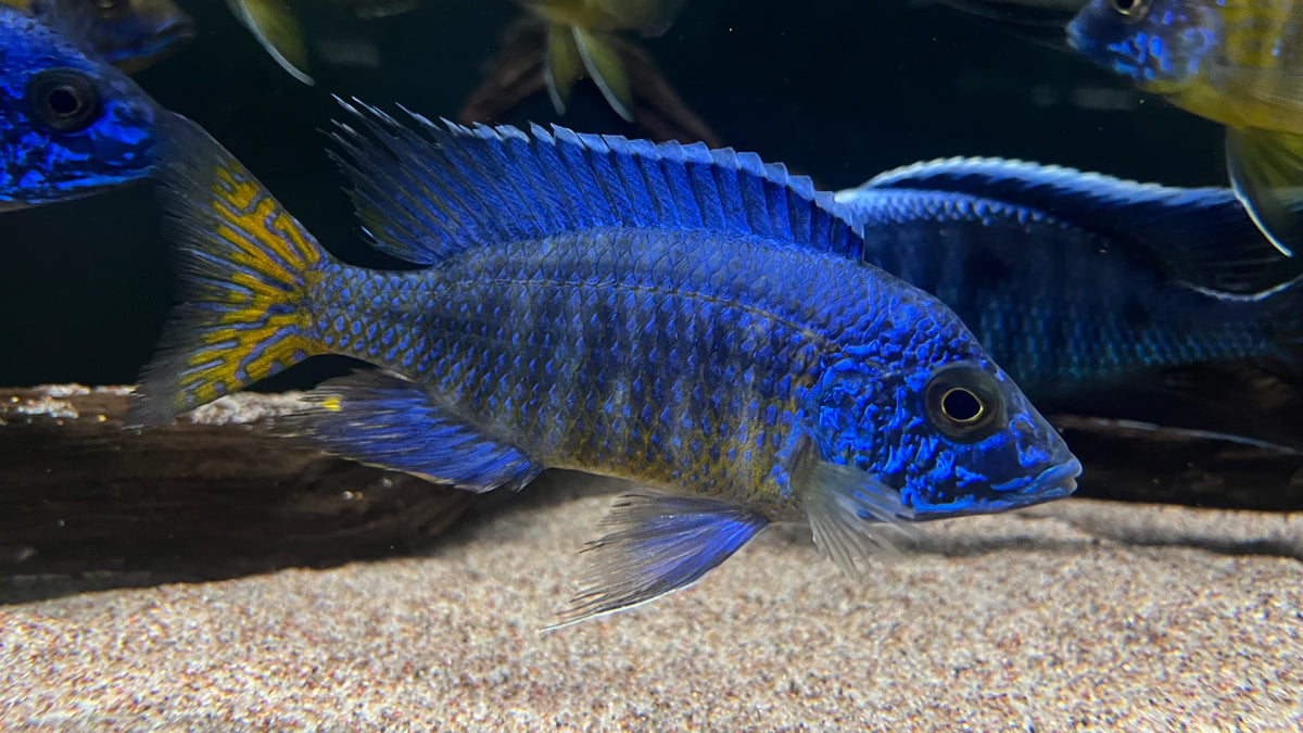 Ngara Flametail Peacock (Aulonocara stuartgranti) – The Waterfront SLC