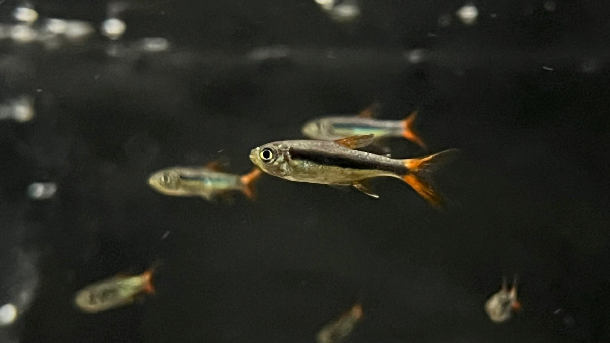 Redfin Penguin Tetra (Thayeria sp.) - Guaranta do Norte – The ...