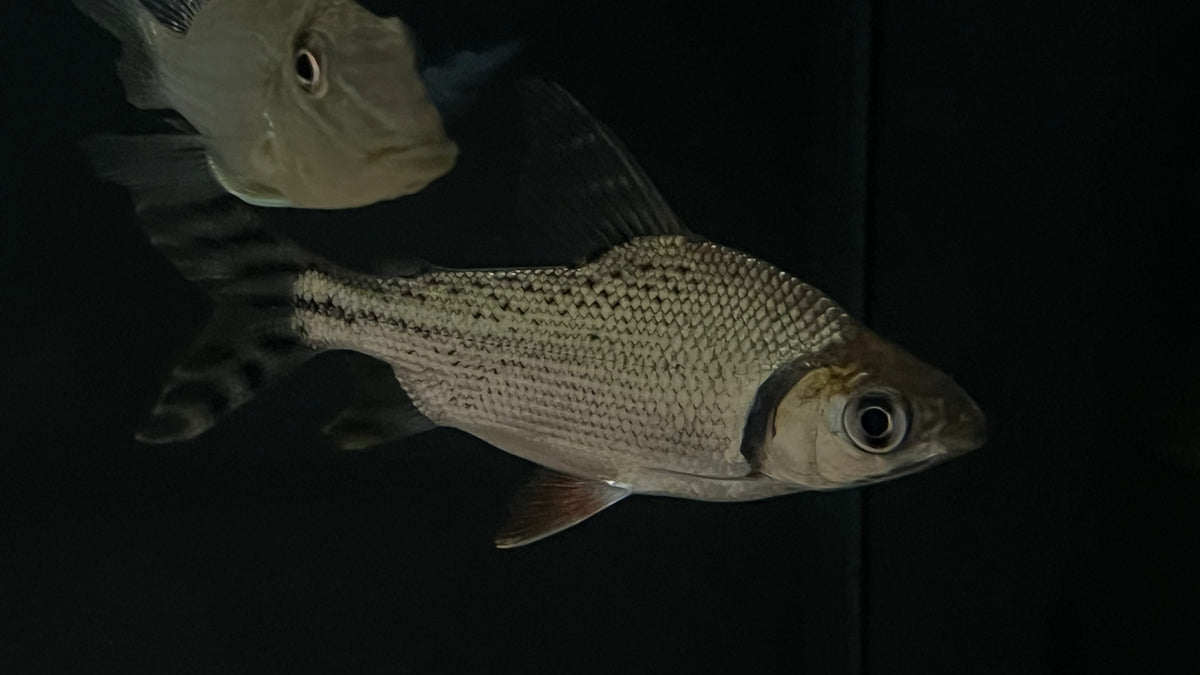 Redfin Flagtail Prochilodus (Semaprochilodus Taeniurus) – The ...