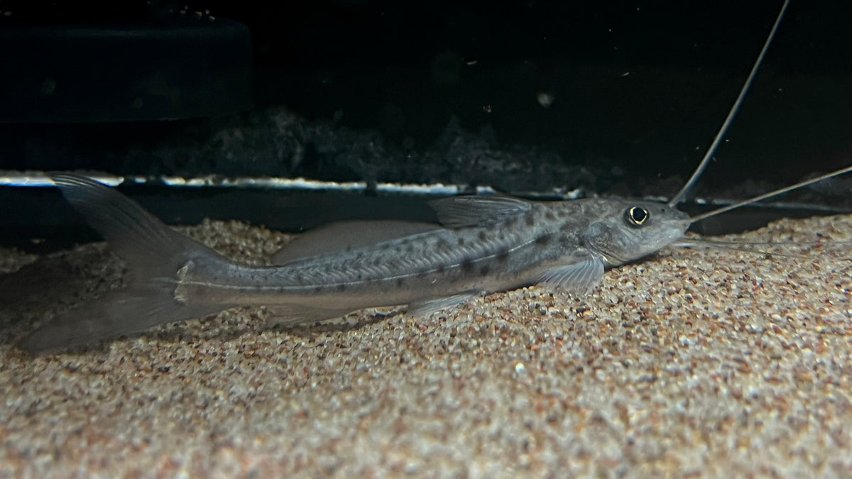 Vulture Catfish (Calophysus macropterus) – The Waterfront SLC