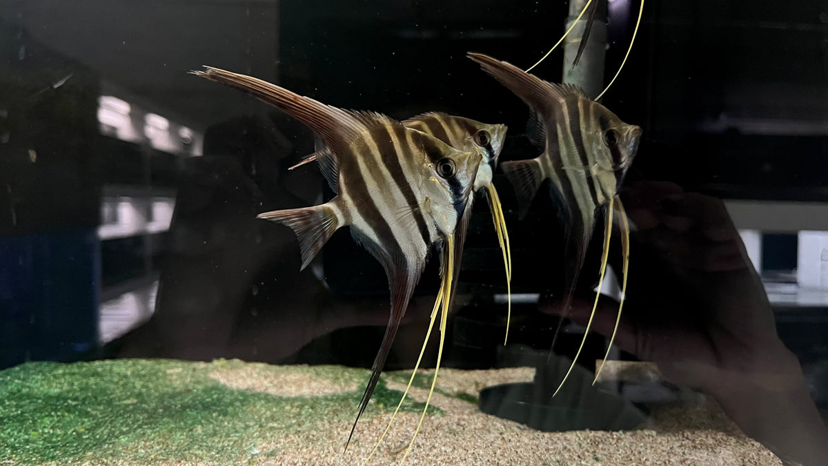 Altum Angelfish "Rio Orinoco" (Pterophyllum altum) - Medium – The ...