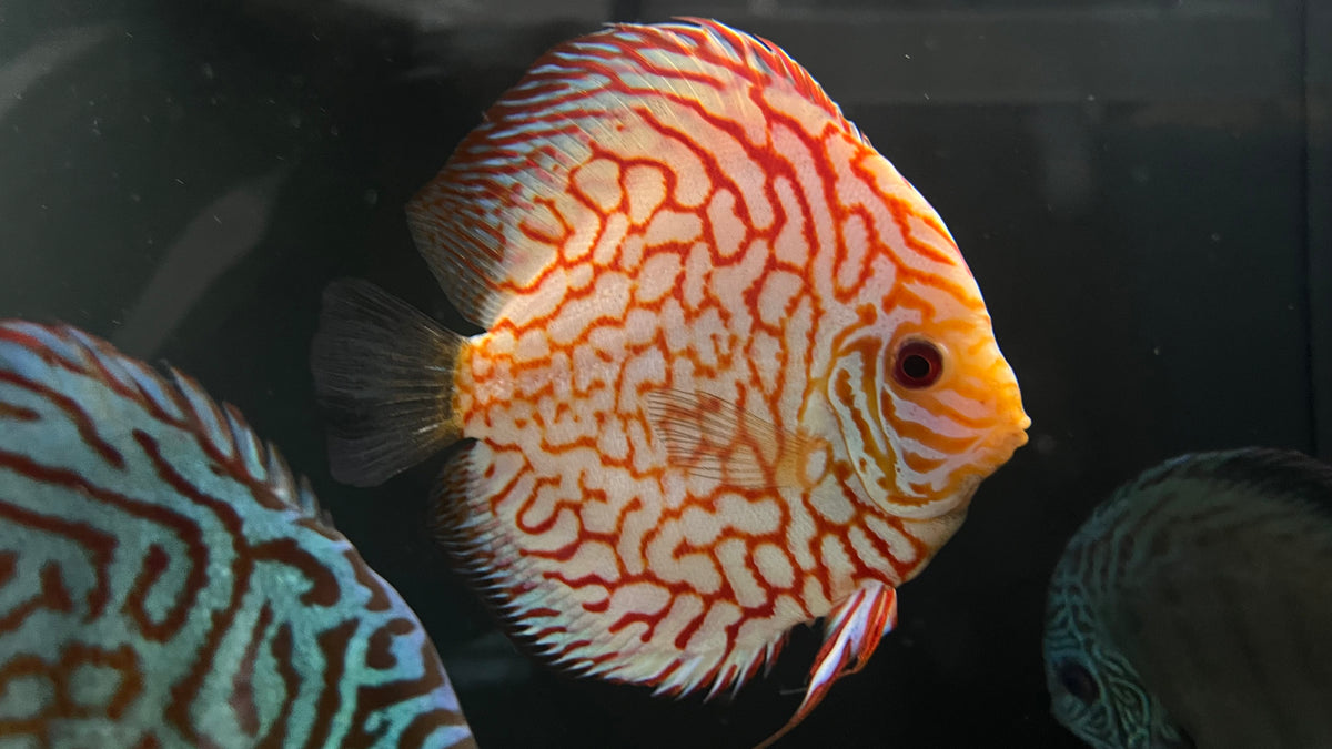 Red Checkerboard Discus (Symphysodon sp.) – The Waterfront SLC