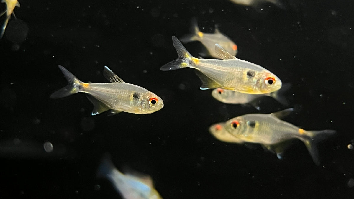 Head and Tail Light Tetra (Hemigrammus ocellifer) – The Waterfront SLC