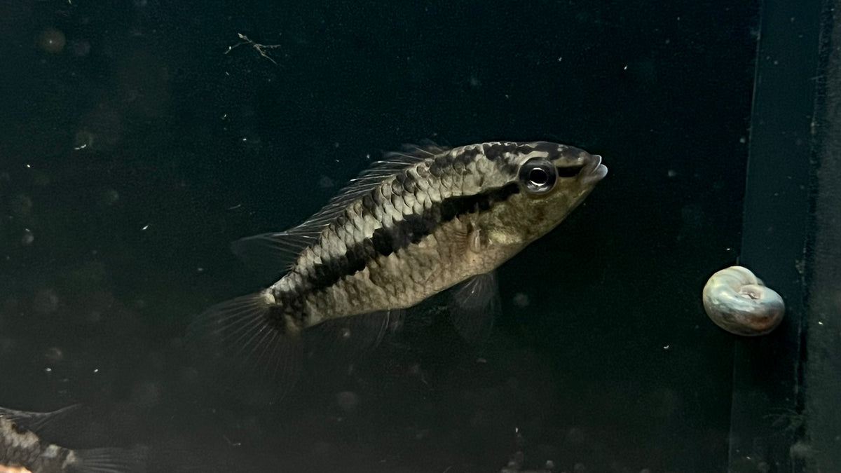 RARE* Apistogramma kullanderi - Pair – The Waterfront SLC