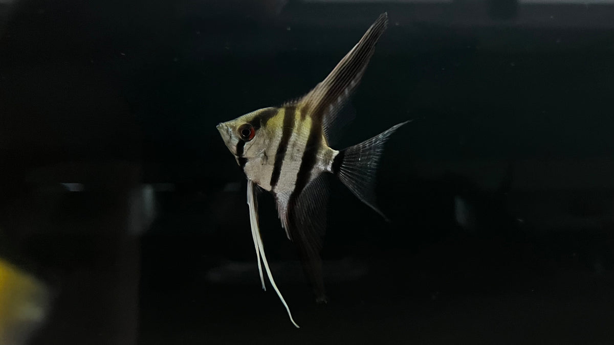 Rio Nanay Angelfish (Pterophyllum scalare) – The Waterfront SLC