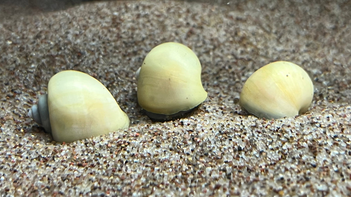 Mystery Snail (Pomacea bridgesii) – The Waterfront SLC