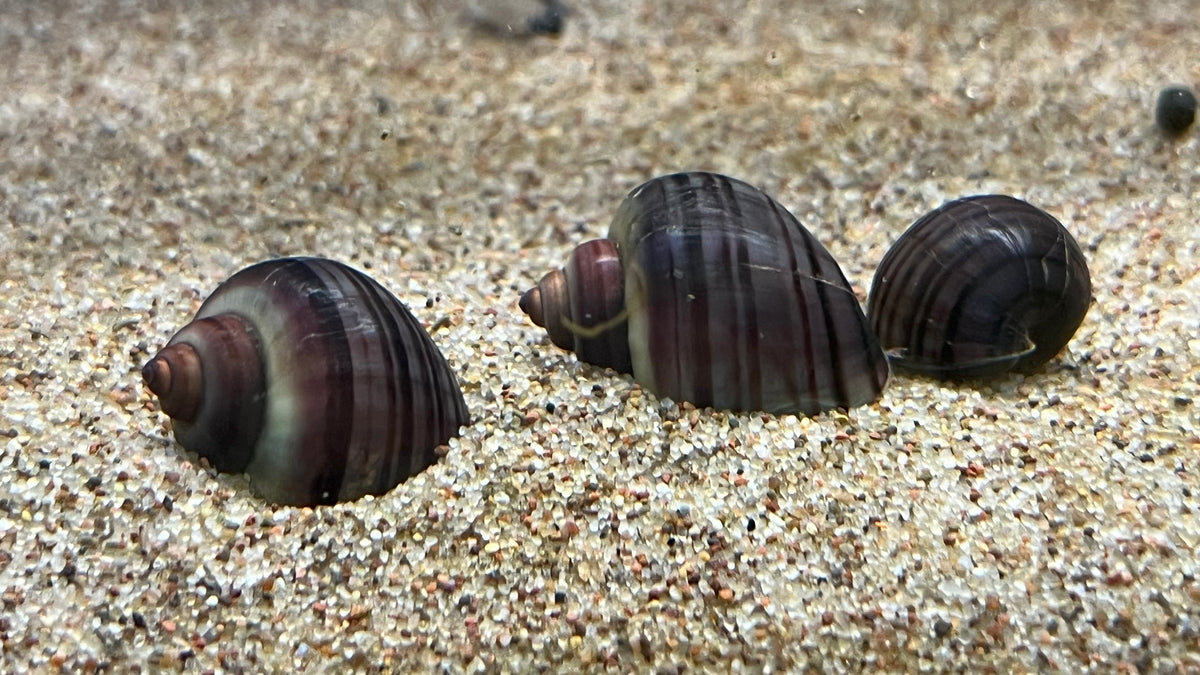 Mystery Snail (Pomacea bridgesii) – The Waterfront SLC