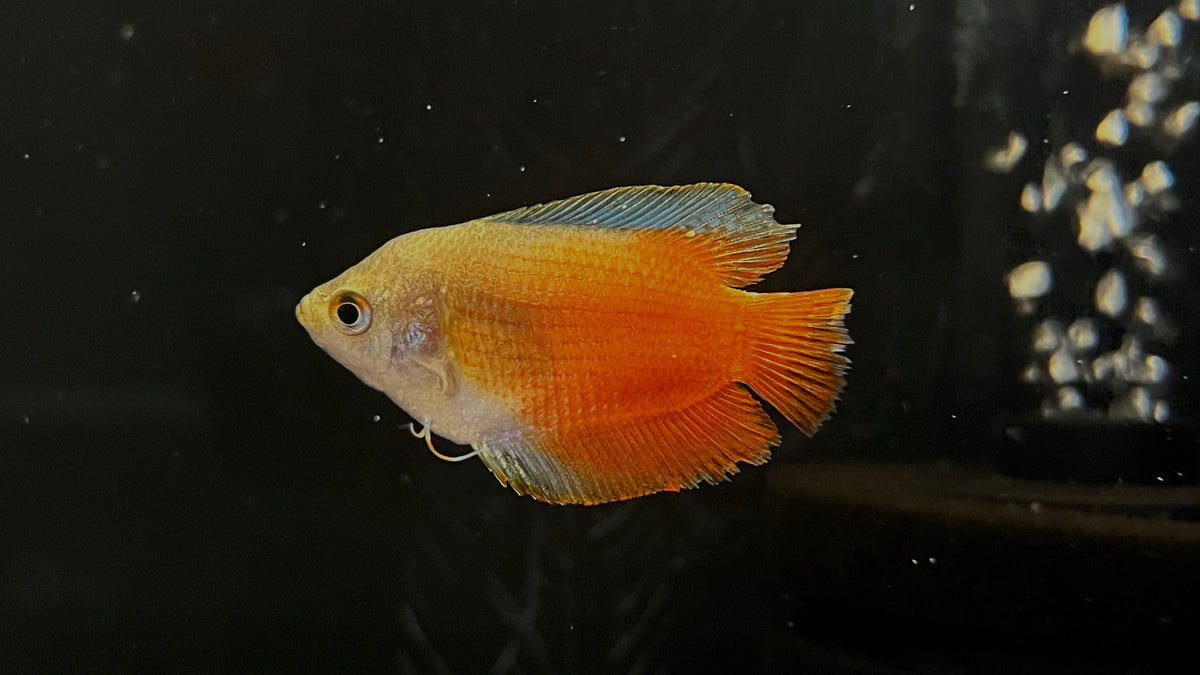 Dwarf Flame Gourami (Trichogaster Ialius) – The Waterfront SLC