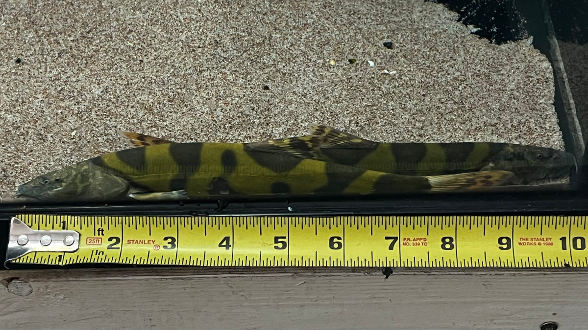 Imperial Flower Loach (Leptobotia elongata) - Large – The Waterfront SLC