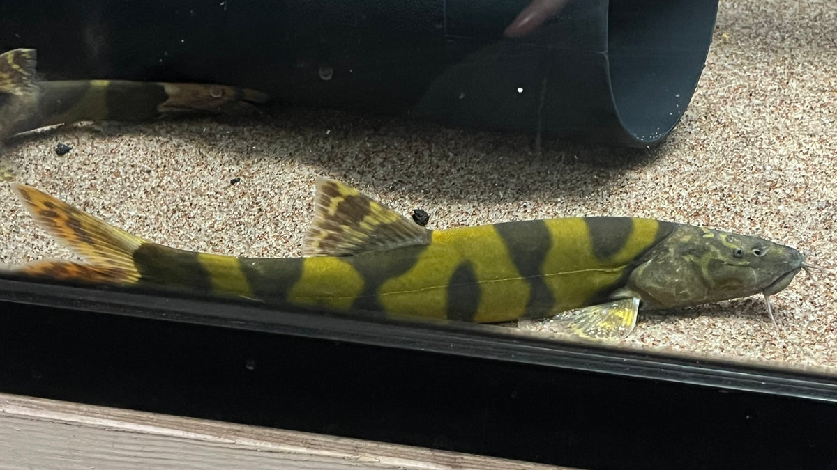 Imperial Flower Loach (Leptobotia elongata) - Large – The Waterfront SLC