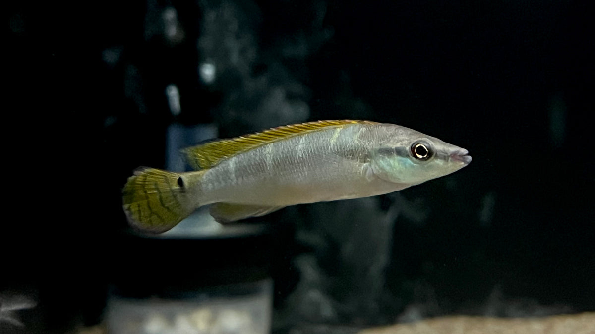 Dwarf Green Pike Cichlid (Crenicichla compressiceps) – The Waterfront SLC