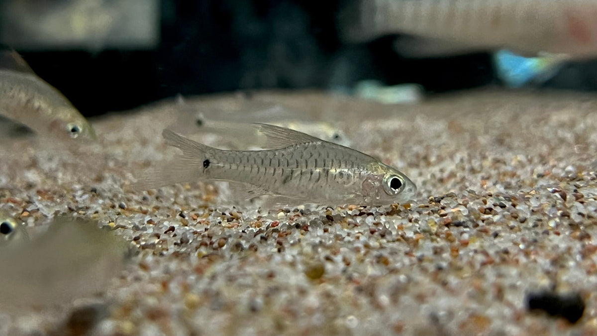 Pygmy Barb (Oreichthys parvus) – The Waterfront SLC