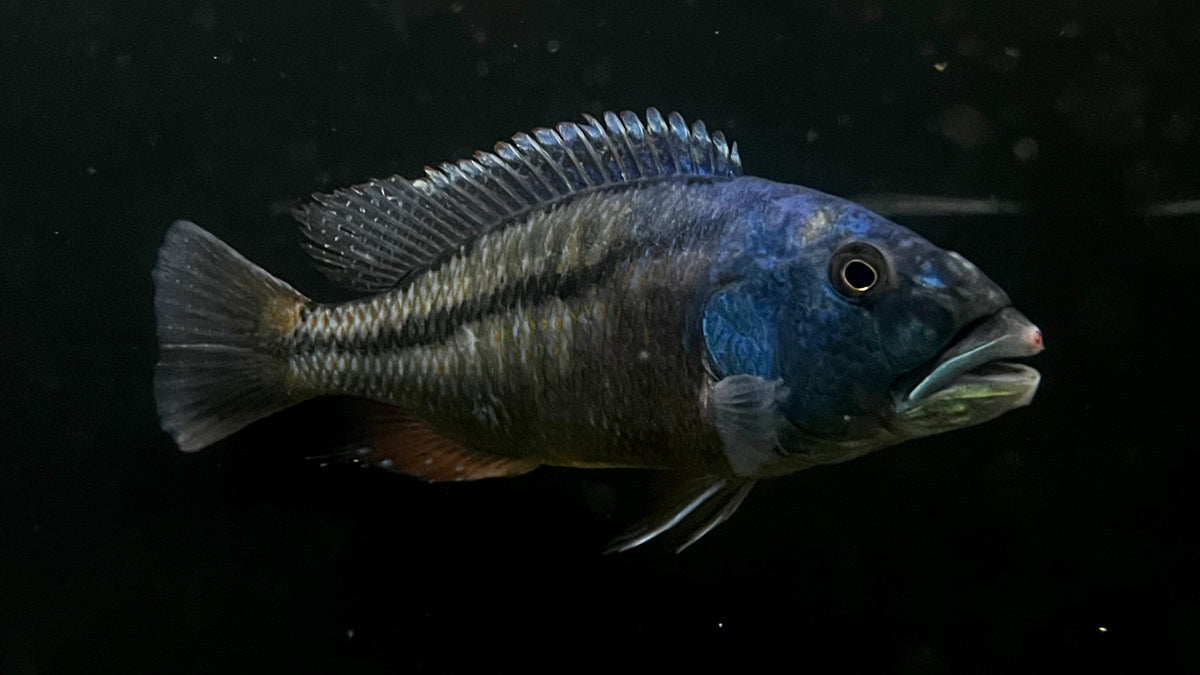 Malawi Hawk (Aristochromis christyi) - WYSIWYG – The Waterfront SLC