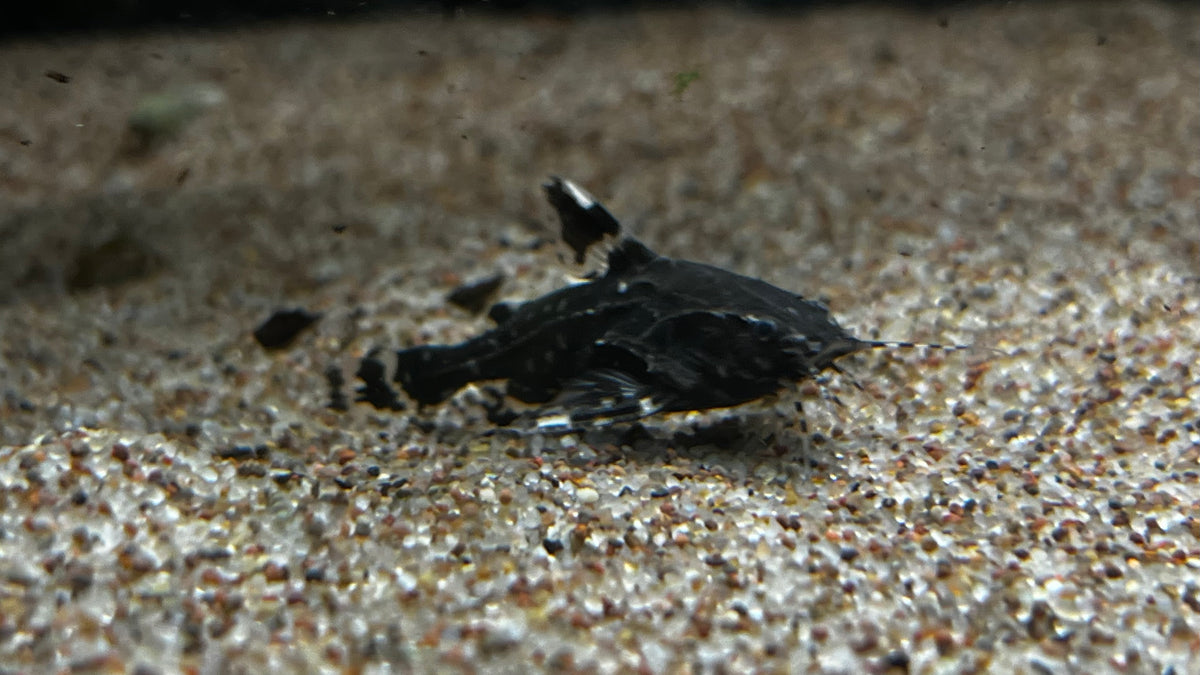 Spotted Raphael Catfish (Agamyxis pectinifrons) – The Waterfront SLC