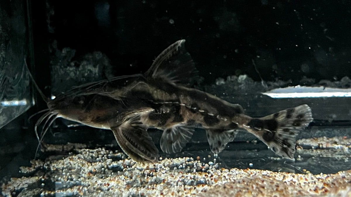 Irwini Catfish (Megalodoras irwini) - Small – The Waterfront SLC