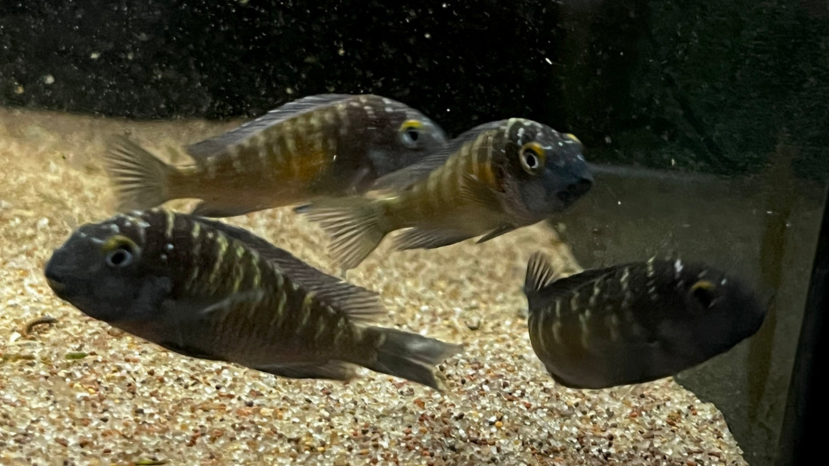 Rainbow Tropheus (Tropheus moorii Kasakalawe) – The Waterfront SLC
