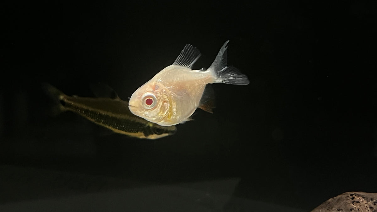 Albino Shortbody Pacu (Piaractus brachypomus) – The Waterfront SLC