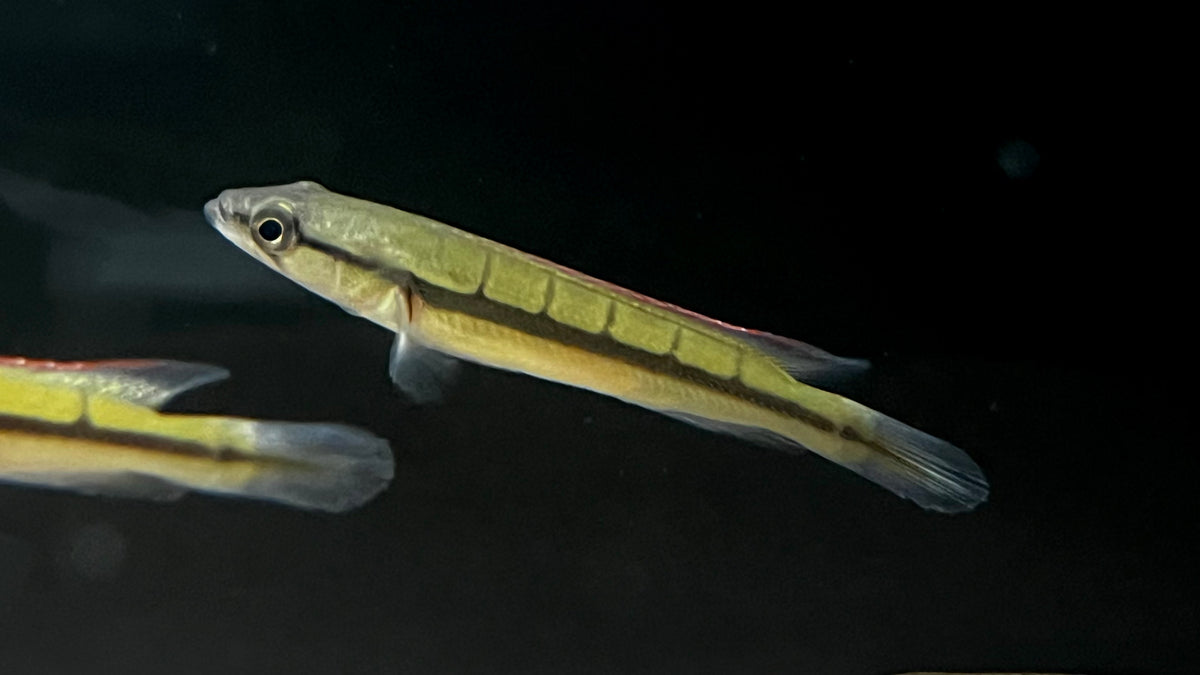 Red Atabapo Pike (Crenicichla Sp) - xSmall – The Waterfront SLC