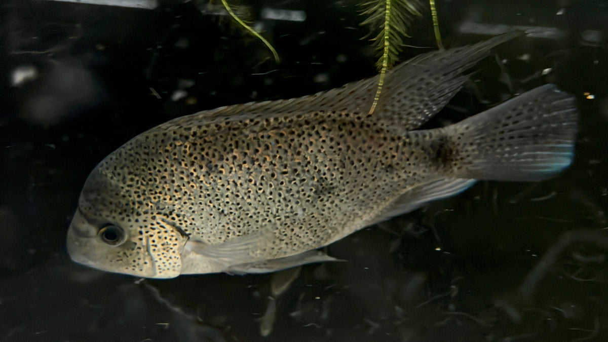 Silver Cichlid (Vieja Argentea) - WYSIWYG – The Waterfront SLC