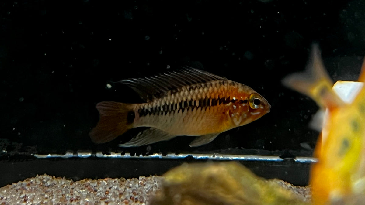 Apistogramma Macmasteri “Red Shoulder” - Pair – The Waterfront SLC