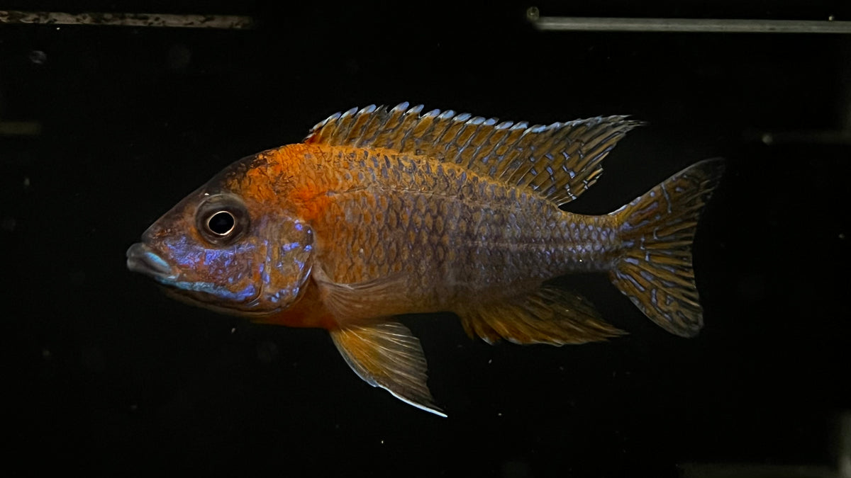 Ruby Red Peacock (Aulonocara rubescens) - T142 WYSIWYG – The Waterfront SLC