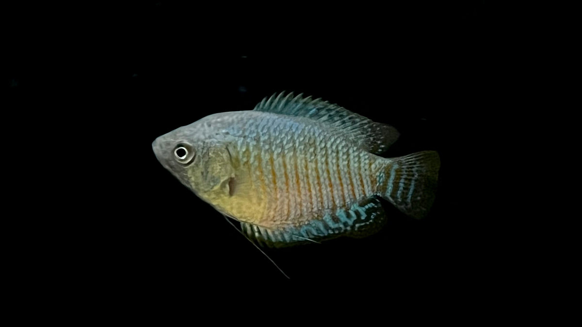 Neon Blue Dwarf Gourami (Trichogaster lalius) – The Waterfront SLC