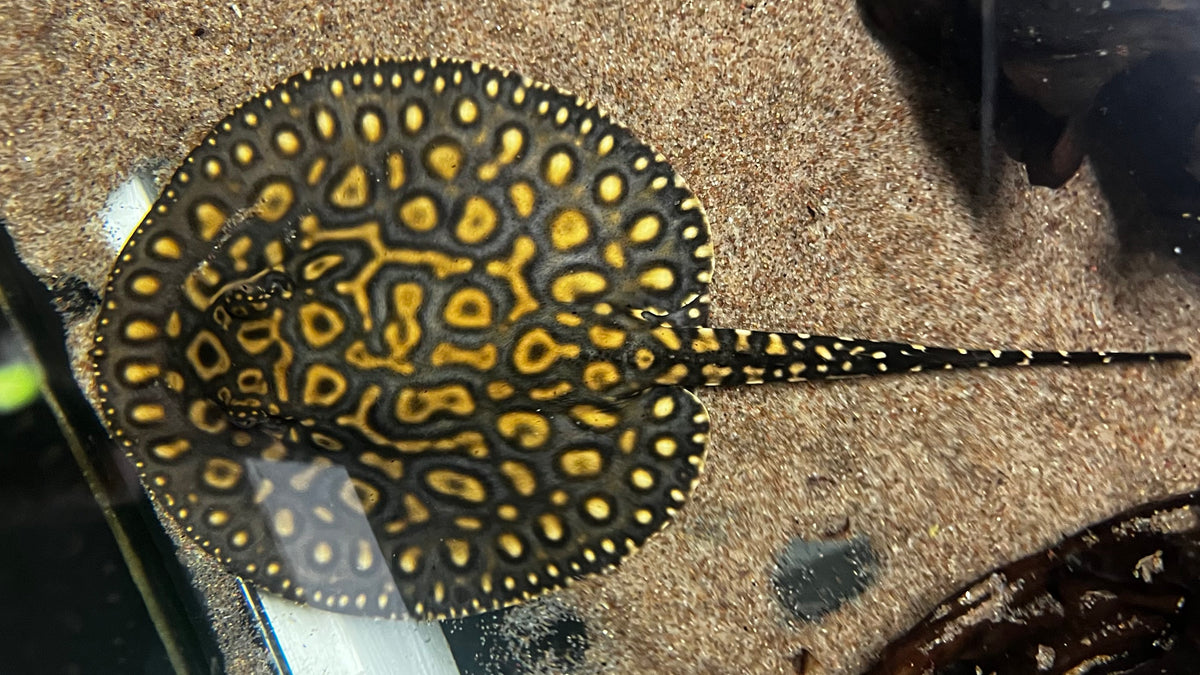 Black Diamond Hybrid Stingray (Potamotrygon sp) - Female WYSIWYG – The ...