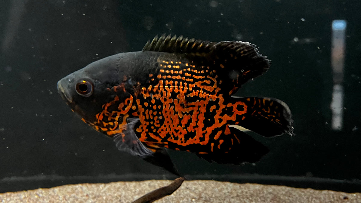 Shortbody Tiger Oscar (Astronotus ocellatus) - WYSIWYG – The Waterfront SLC