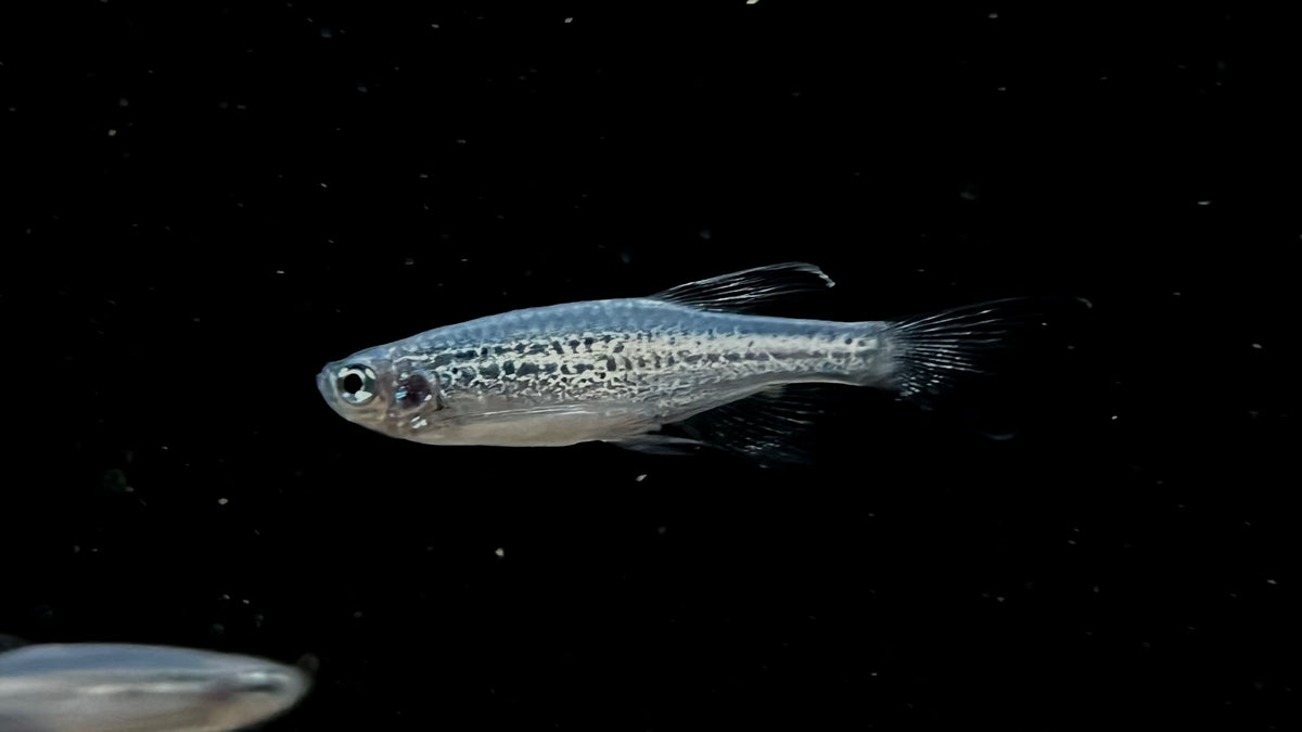 Longfin Blue Danio (Danio rerio) – The Waterfront SLC