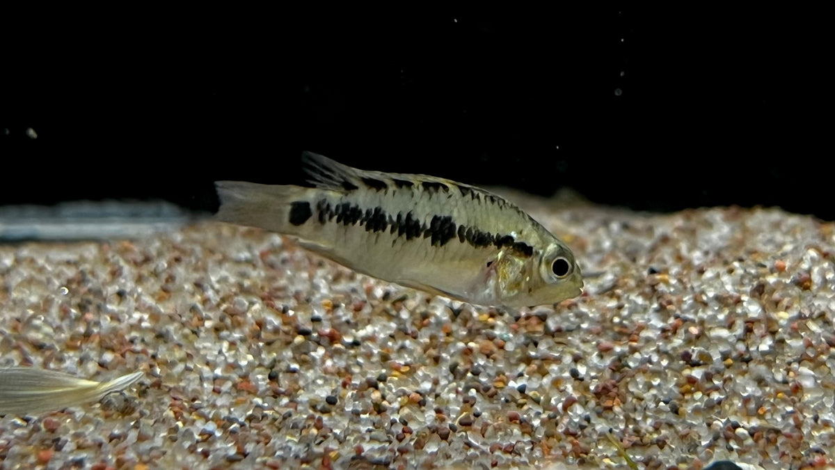 Apistogramma personata – The Waterfront SLC