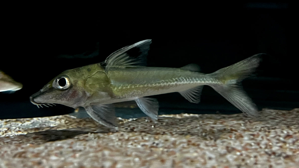 Black Top Mouse Catfish (Hassar orestis) – The Waterfront SLC