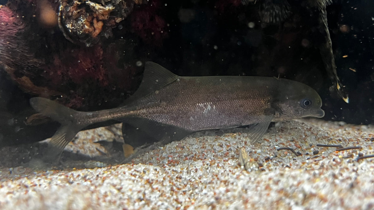 Spoon Bill Mormyrid (Marcusenius sp.) – The Waterfront SLC
