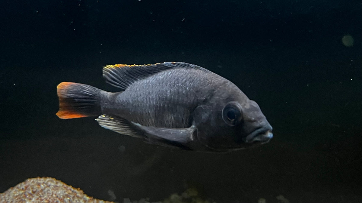 Kenya Gold Hap (Haplochromis sp.) - Potential Pair – The Waterfront SLC