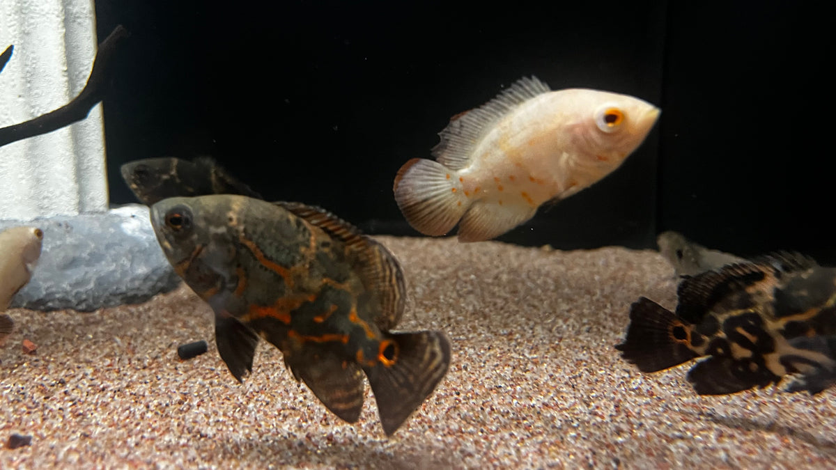 Assorted Oscar (Astronotus ocellatus) – The Waterfront SLC