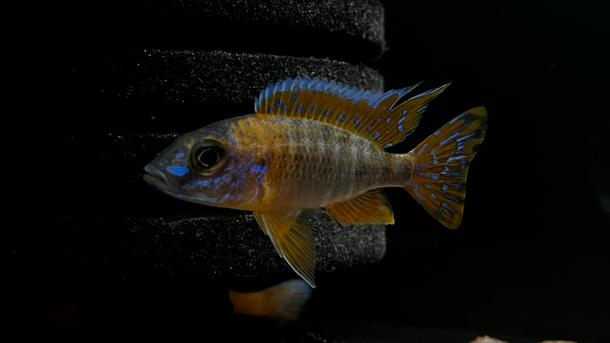 Ruby Red Peacock (Aulonocara rubescens) – The Waterfront SLC