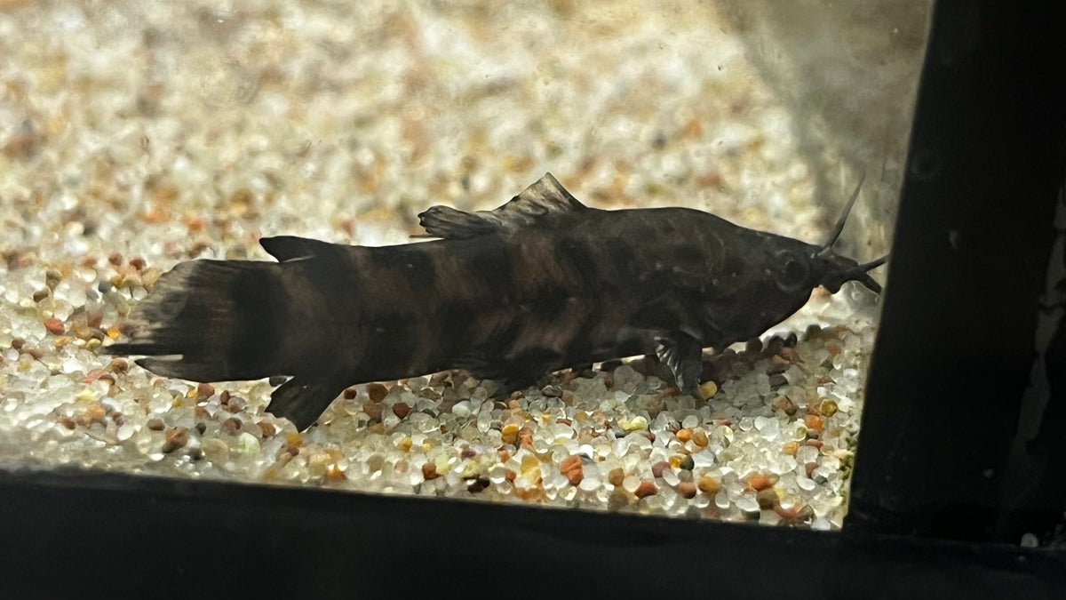 Hoplo Catfish (Megalechis thoracata) – The Waterfront SLC