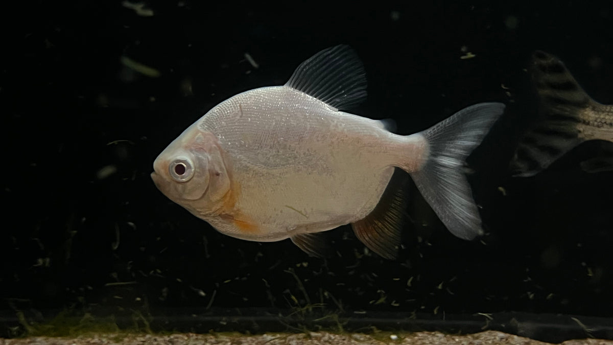 Albino Pacu (Piaractus brachypomus) - Medium – The Waterfront SLC
