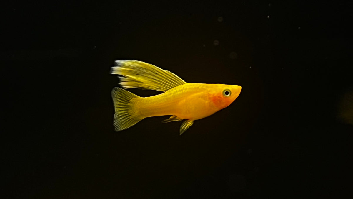 HiFin Banana Platy (Xiphophorus maculatus) – The Waterfront SLC