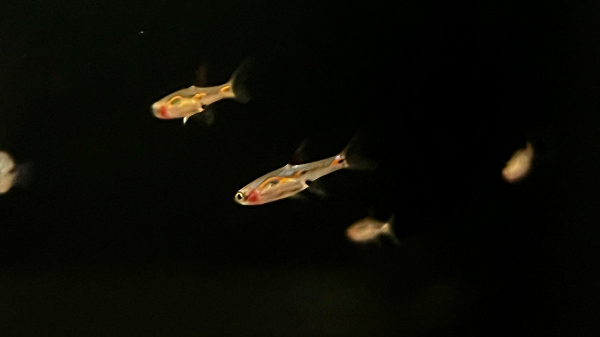 Phoenix Rasbora (Boraras merah) – The Waterfront SLC