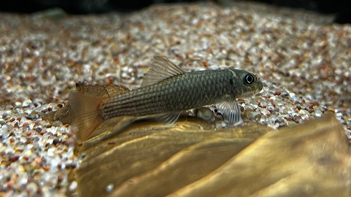 Red Tail Garra (Garra panitvongi) – The Waterfront SLC