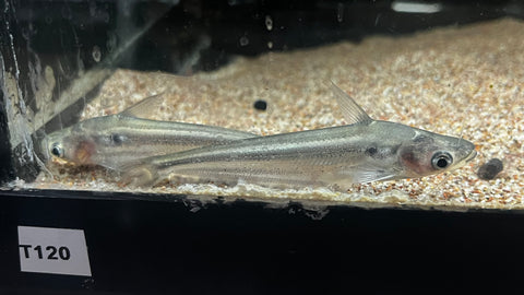 African Butter Catfish (Schilbe mystus) – The Waterfront SLC
