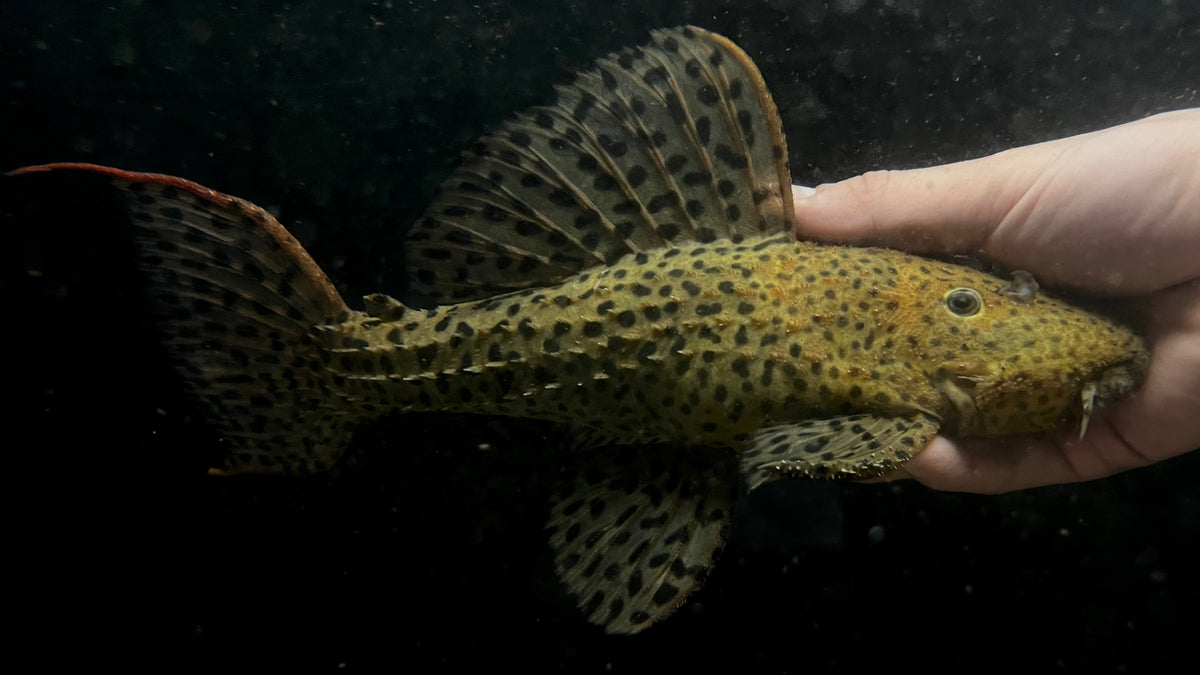L-96/160 Spiny Monster Pleco (Pseudacanthicus spinosus) - WYSIWYG – The ...