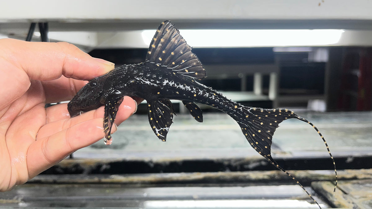 L-155 Adonis Pleco (Acanthicus hystrix) – The Waterfront SLC