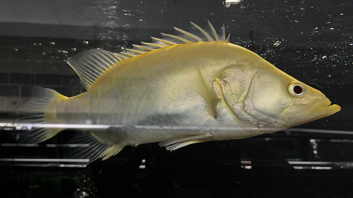 Albino Chinese Perch (Siniperca chautsi) - Jumbo – The Waterfront SLC